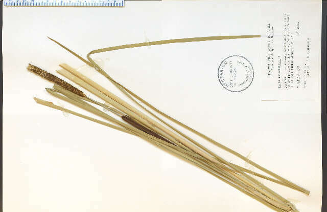 Cattail (Indiana Pesticide Plants) · iNaturalist