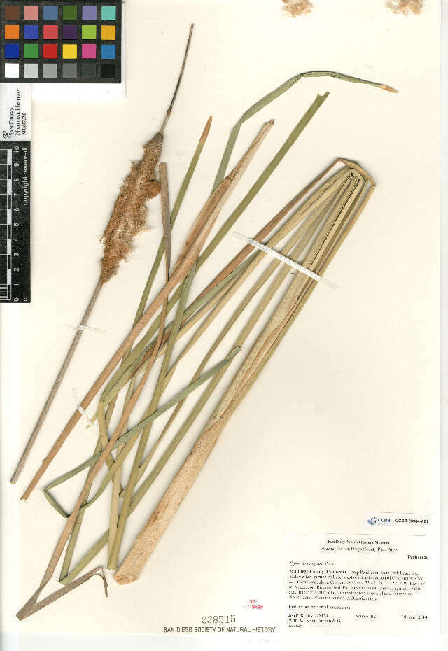 Cattail (Indiana Pesticide Plants) · iNaturalist