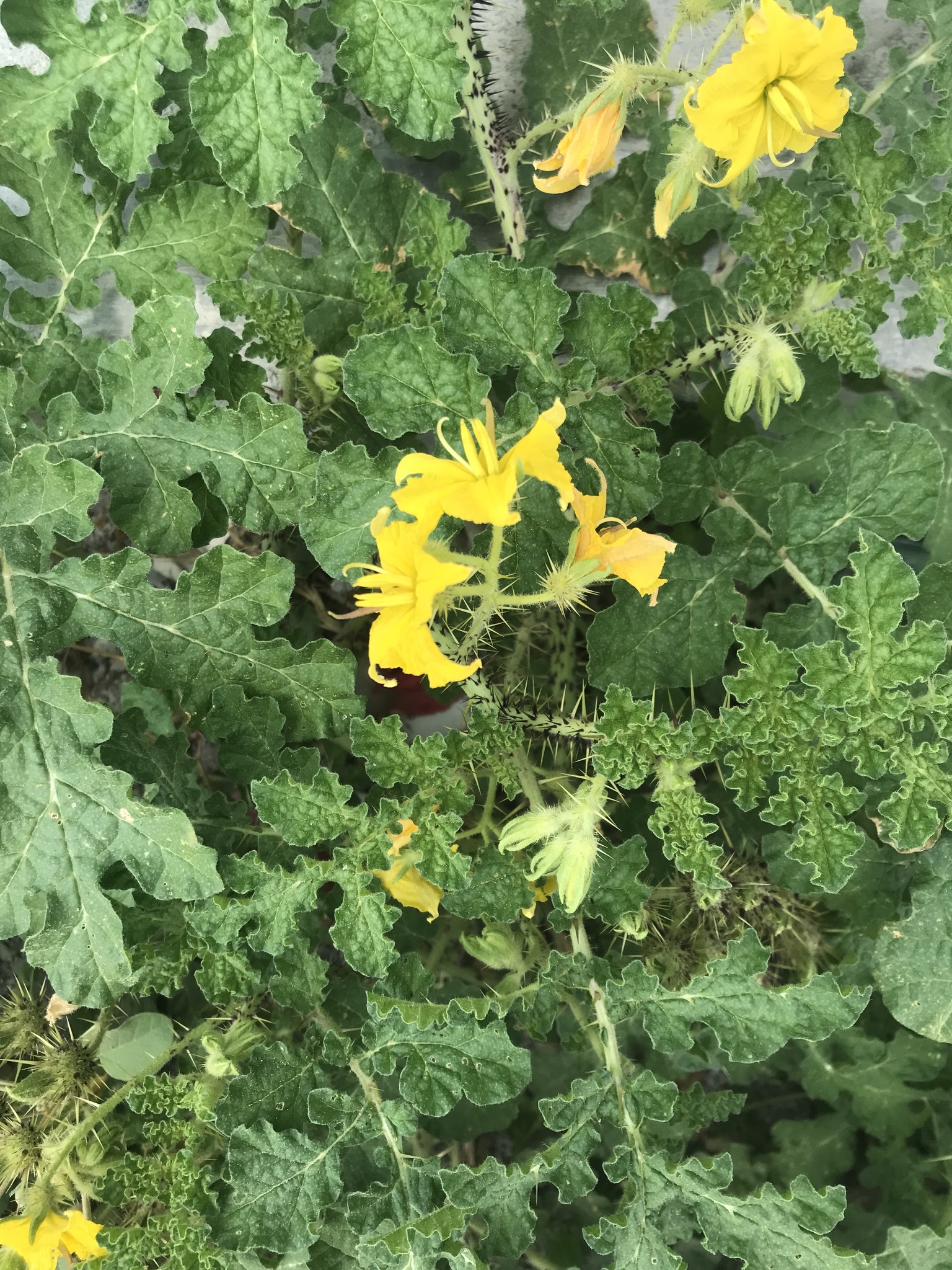 Solanum rostratum Dunal