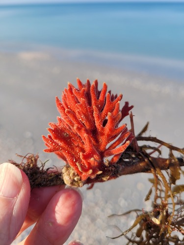 Demosponja (Clathria foliacea)