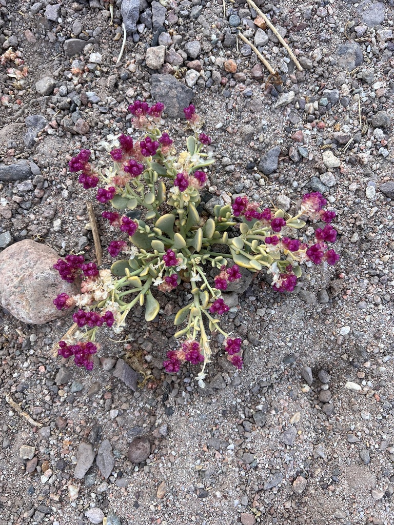 (Cistanthe amarantoides) - Botanical Realm