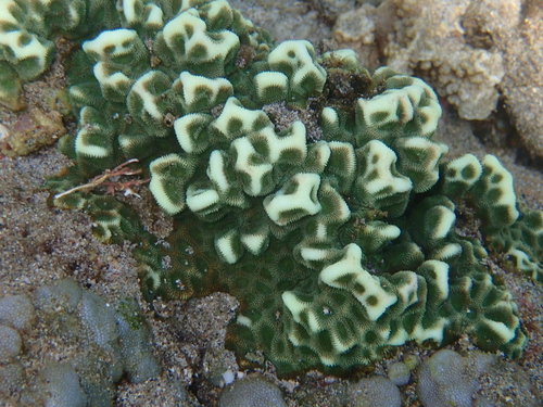 Favites halicora · iNaturalist