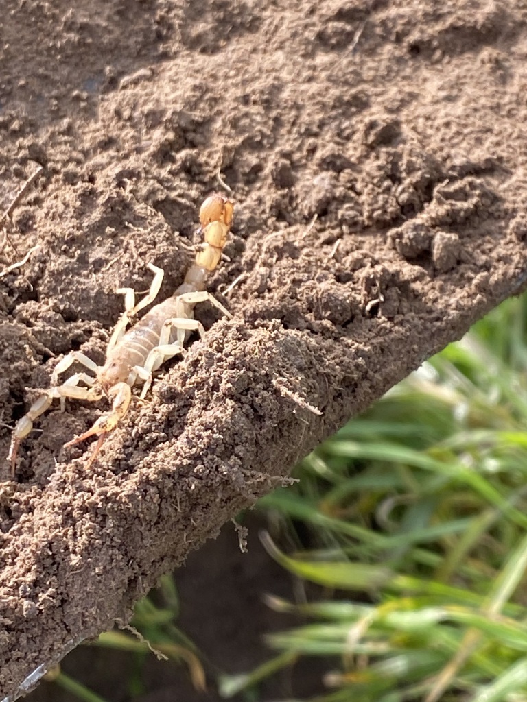 Devil Scorpions from San Luis Obispo County, CA, USA on March 8, 2023 ...
