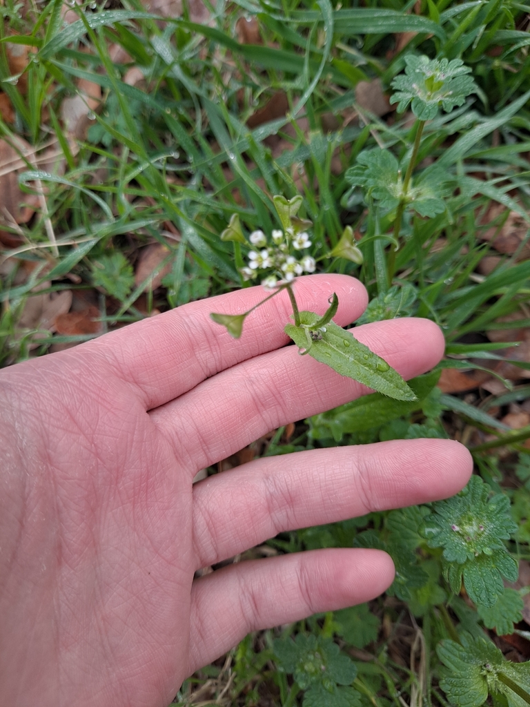 shepherd's-purse from 3801 Fox Hollow Drive on March 9, 2023 at 11:17 ...