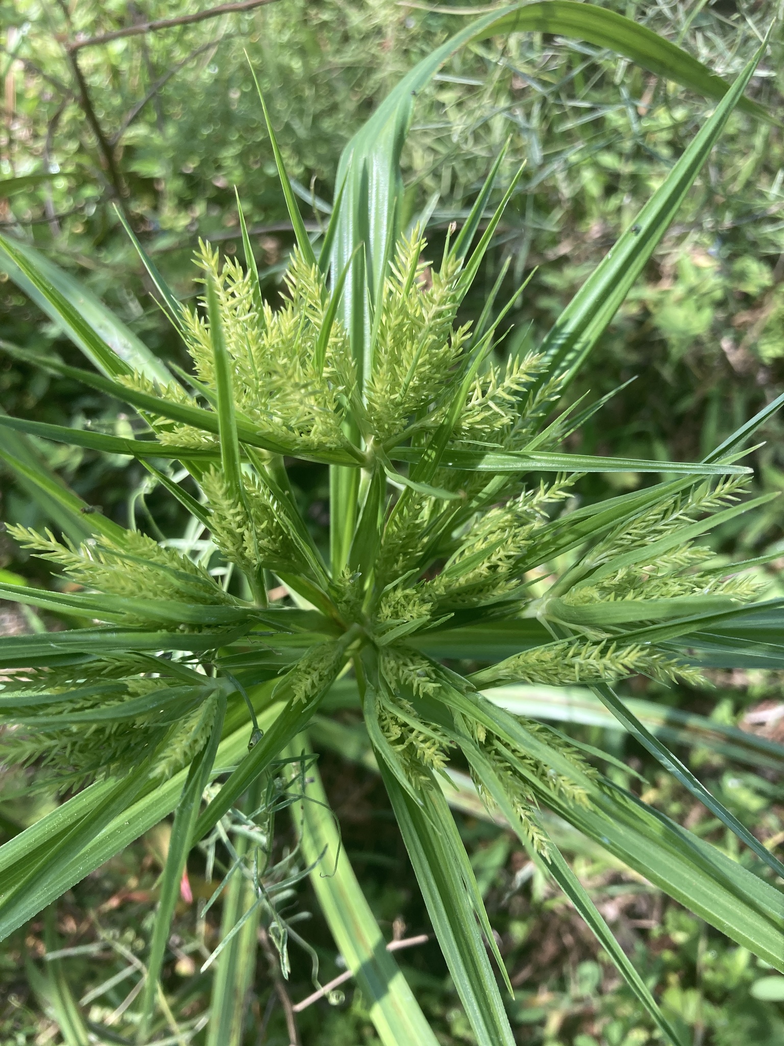 Cyperus odoratus L.