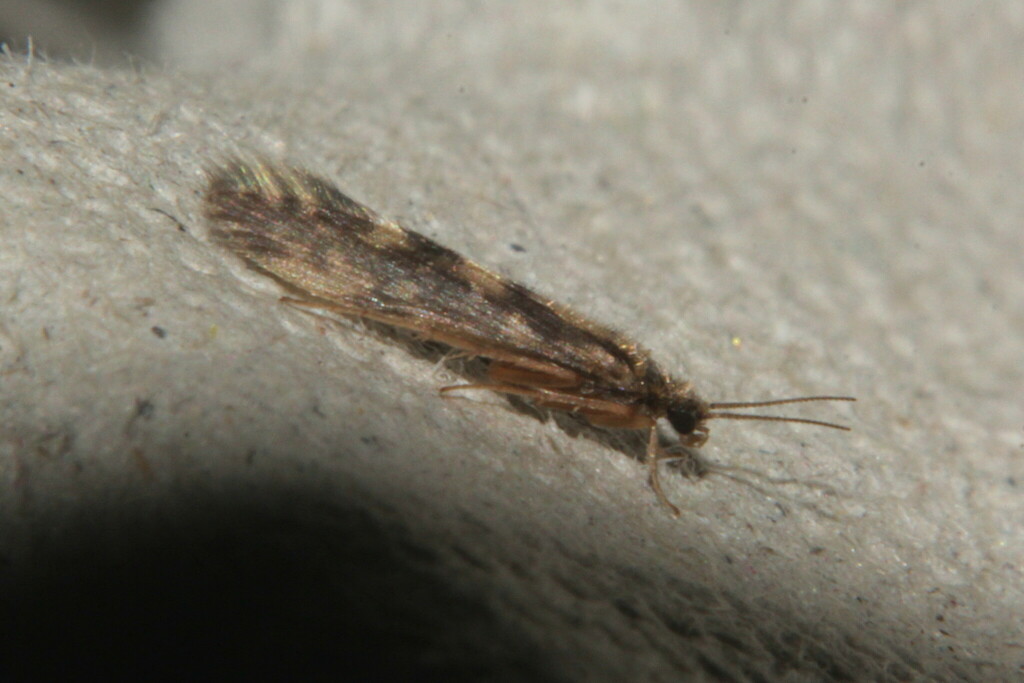 Agraylea from Woking, UK on July 11, 2021 at 09:13 AM by Philip Mark ...