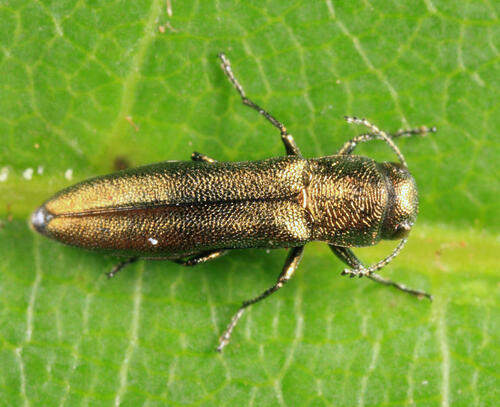 Agrilus imbellis · iNaturalist