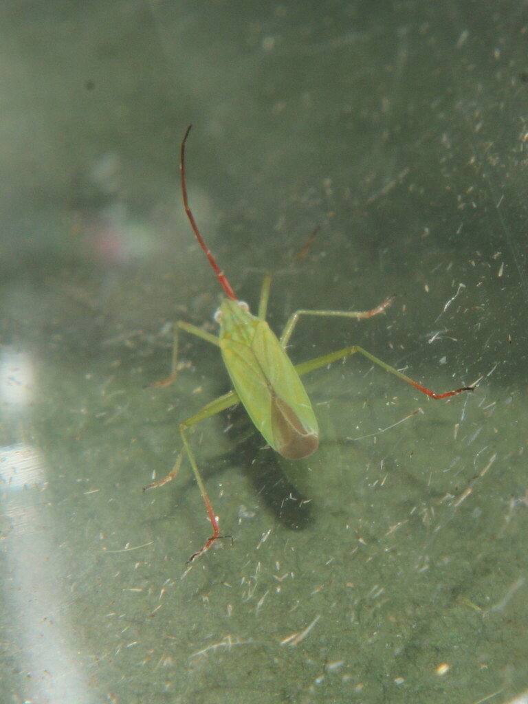 Rice Leaf Bug from Woking, UK on July 25, 2021 at 01:49 PM by Philip ...