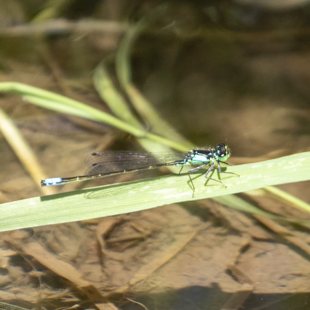 Pacific Forktail from 6 miles SE of Meeker, Rio Blanco County, CO, USA ...