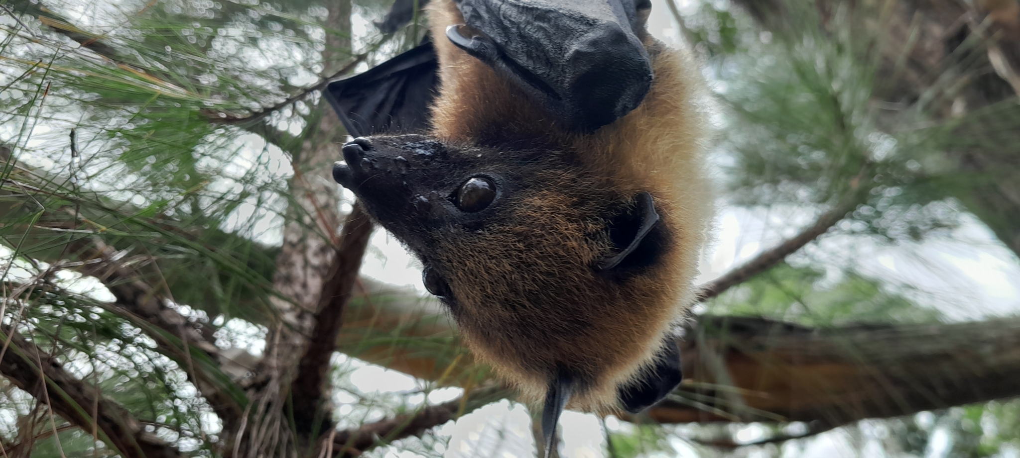 Pteropus rufus E.Geoffroy, 1803