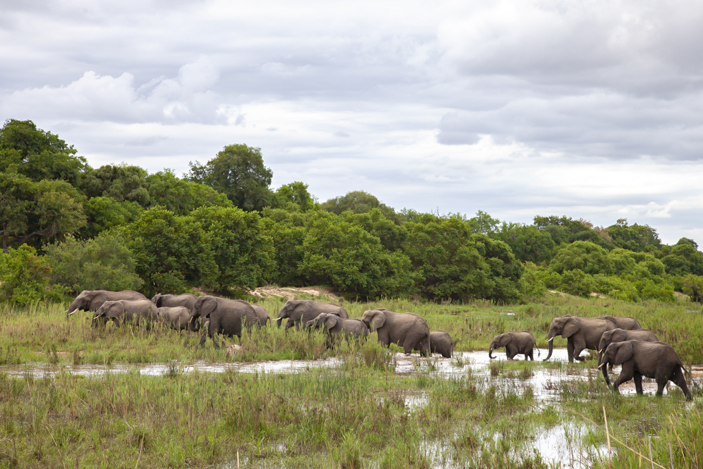 Savannah Elephant in December 2019 by John L. Richards · iNaturalist