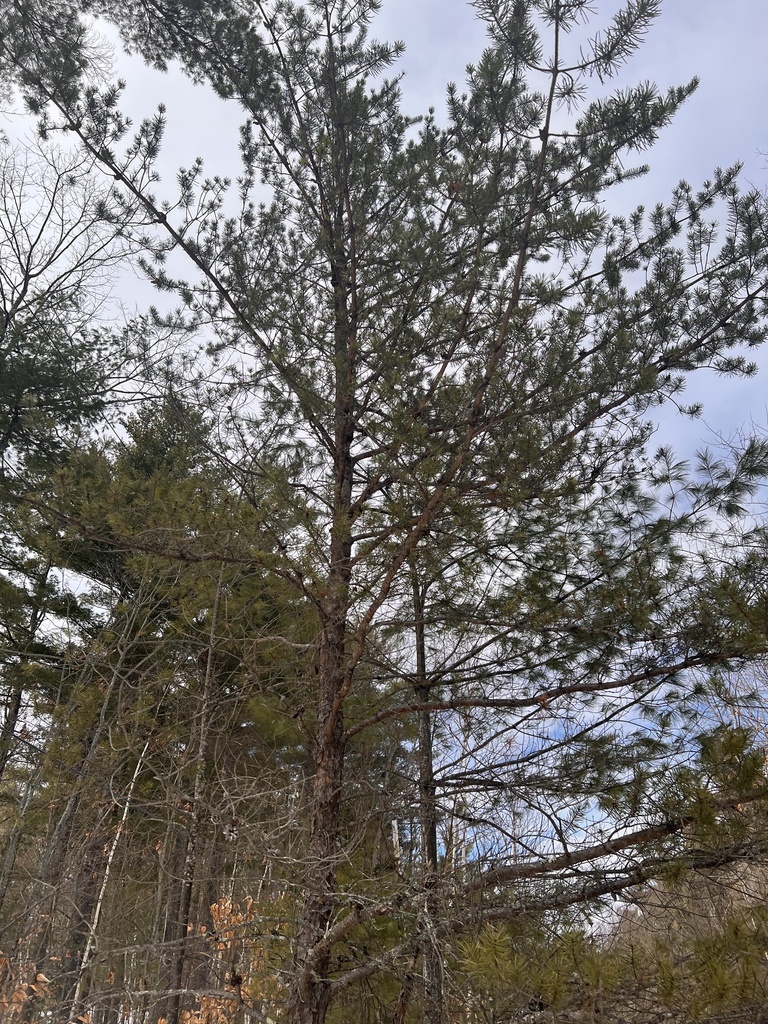 Jack pine from The Adirondack Preserve, Wilmington, NY, US on March 9 ...