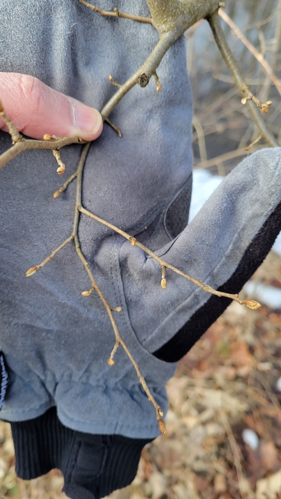 autumn olive from Rexford, NY 12148, USA on March 9, 2023 at 12:46 PM ...