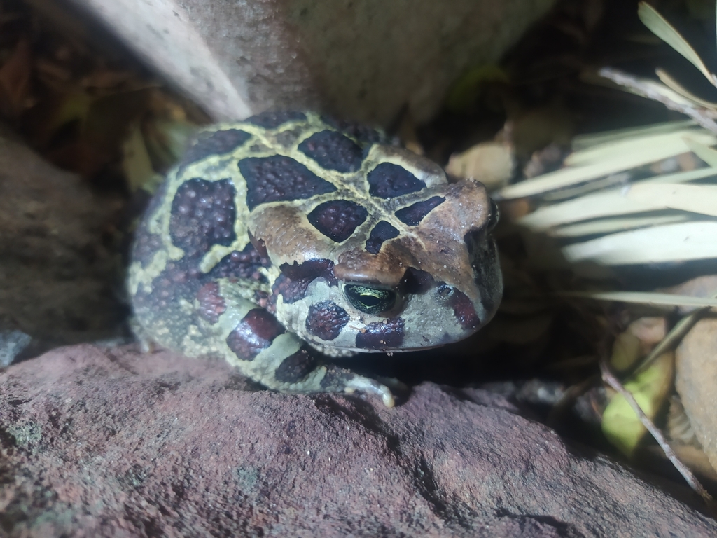 Western Leopard Toad from Fish Hoek, Cape Town, 7974, South Africa on ...