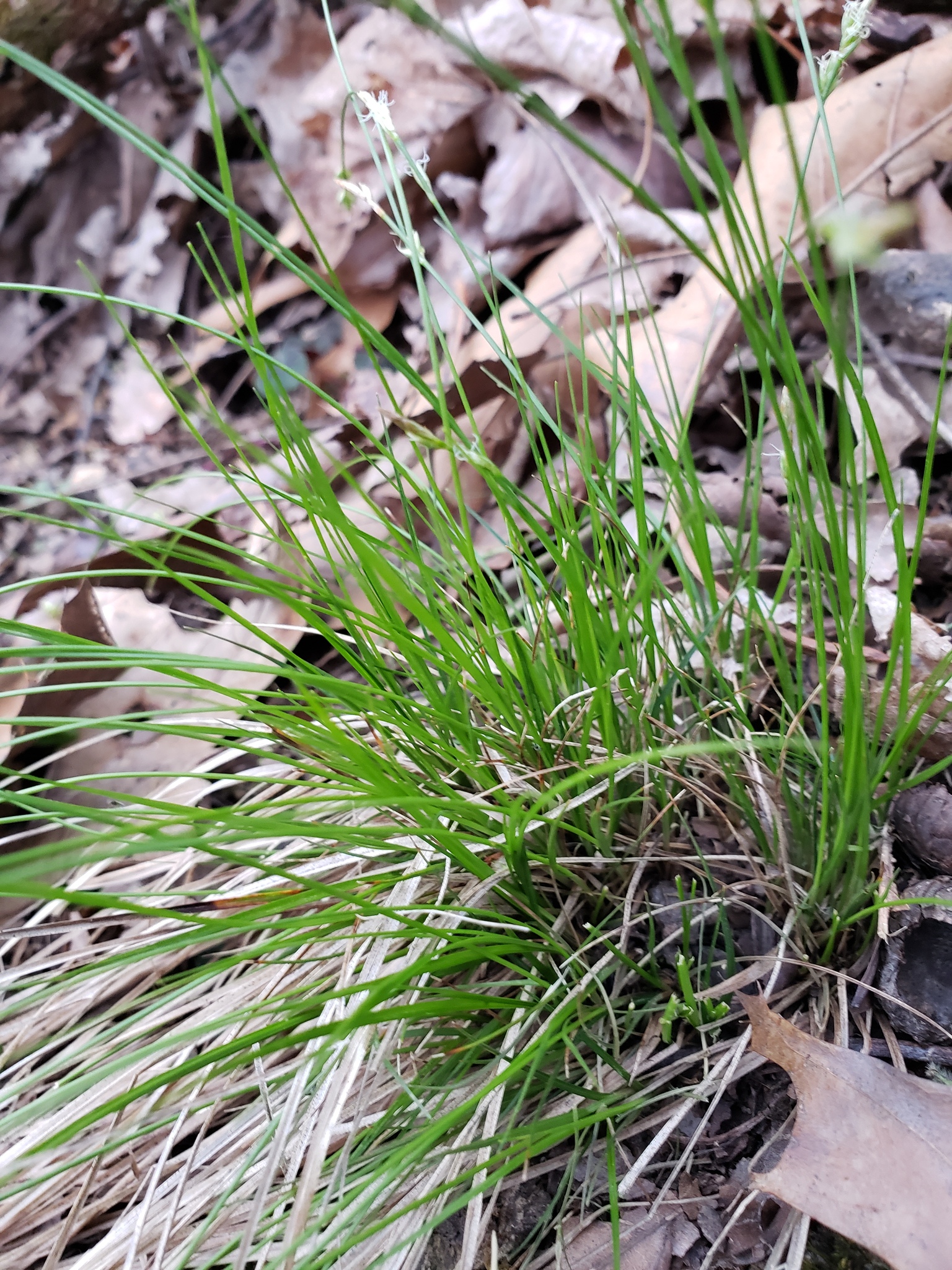Carex albicans Willd. ex Spreng.