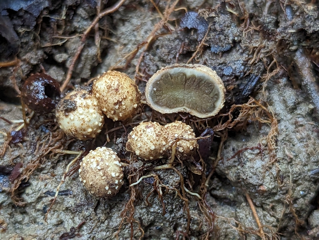 balanophora family from Pastaza, EC-PA, EC on March 09, 2023 at 12:30 ...