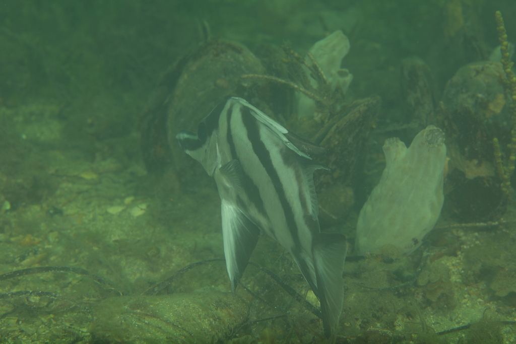 Longsnout Boarfish from 5-7 Edith St, Edithburgh SA 5583, Australia on ...