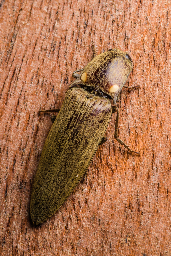 Cucubano from San Juan, Puerto Rico on April 23, 2019 at 09:31 PM by ...