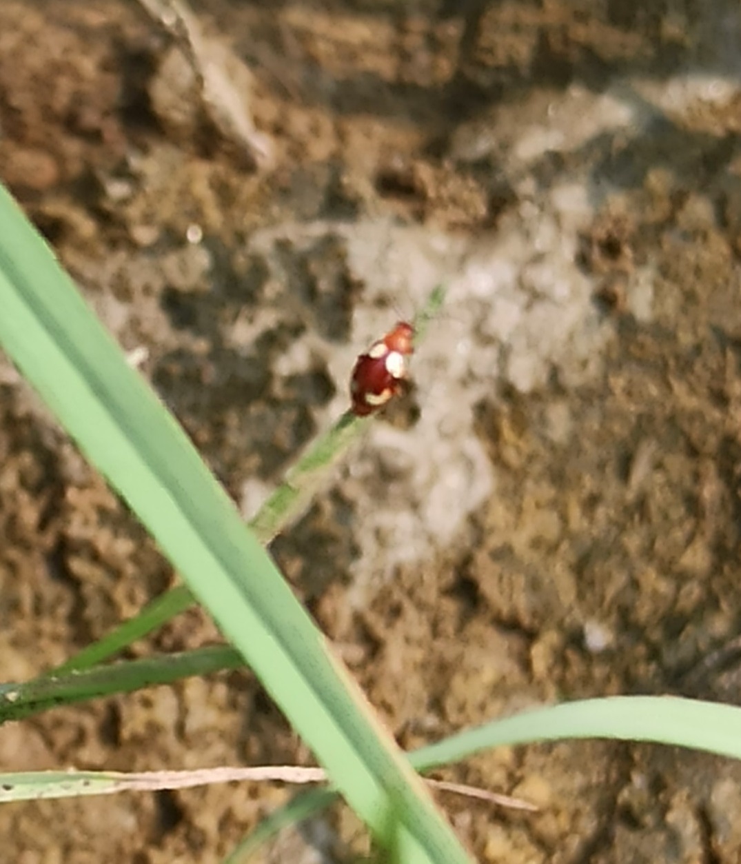 Monolepta signata (Olivier, 1808)