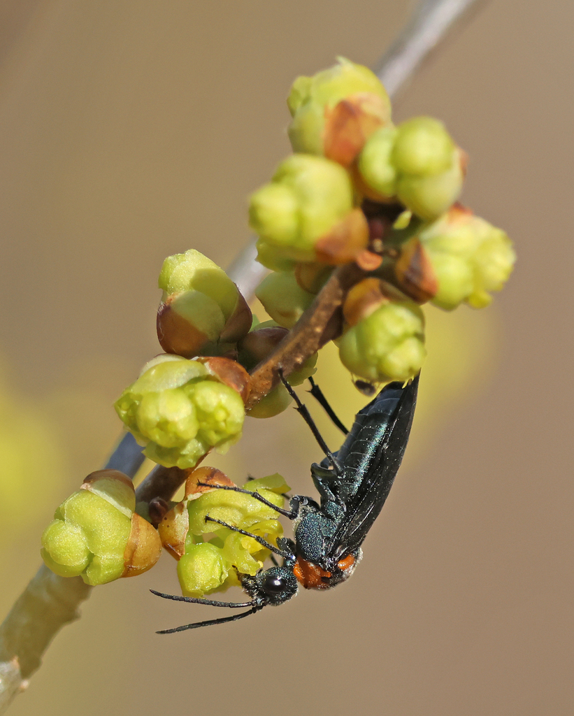 Early Sawfly from Franklin County, MO, USA on March 6, 2023 at 03:45 PM ...