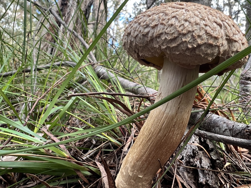 Boletellus from Douglas-Apsley National Park, Douglas-Apsley, TAS, AU ...