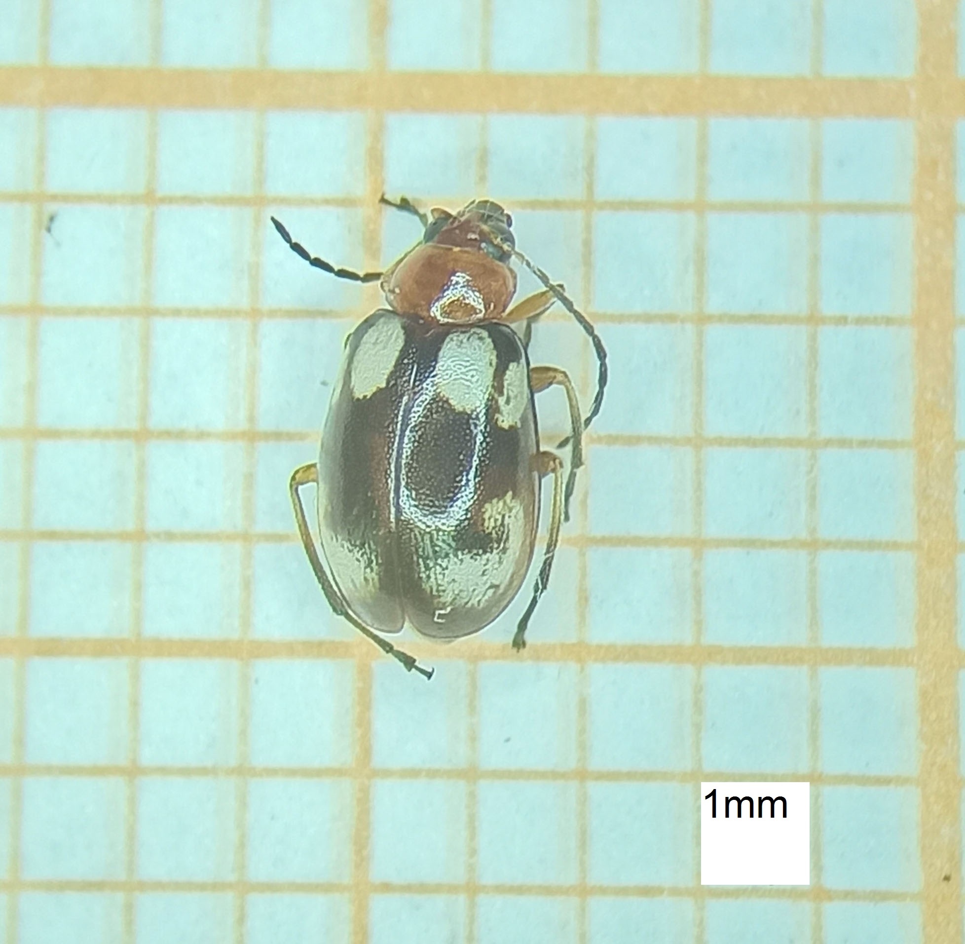 Monolepta signata (Olivier, 1808)