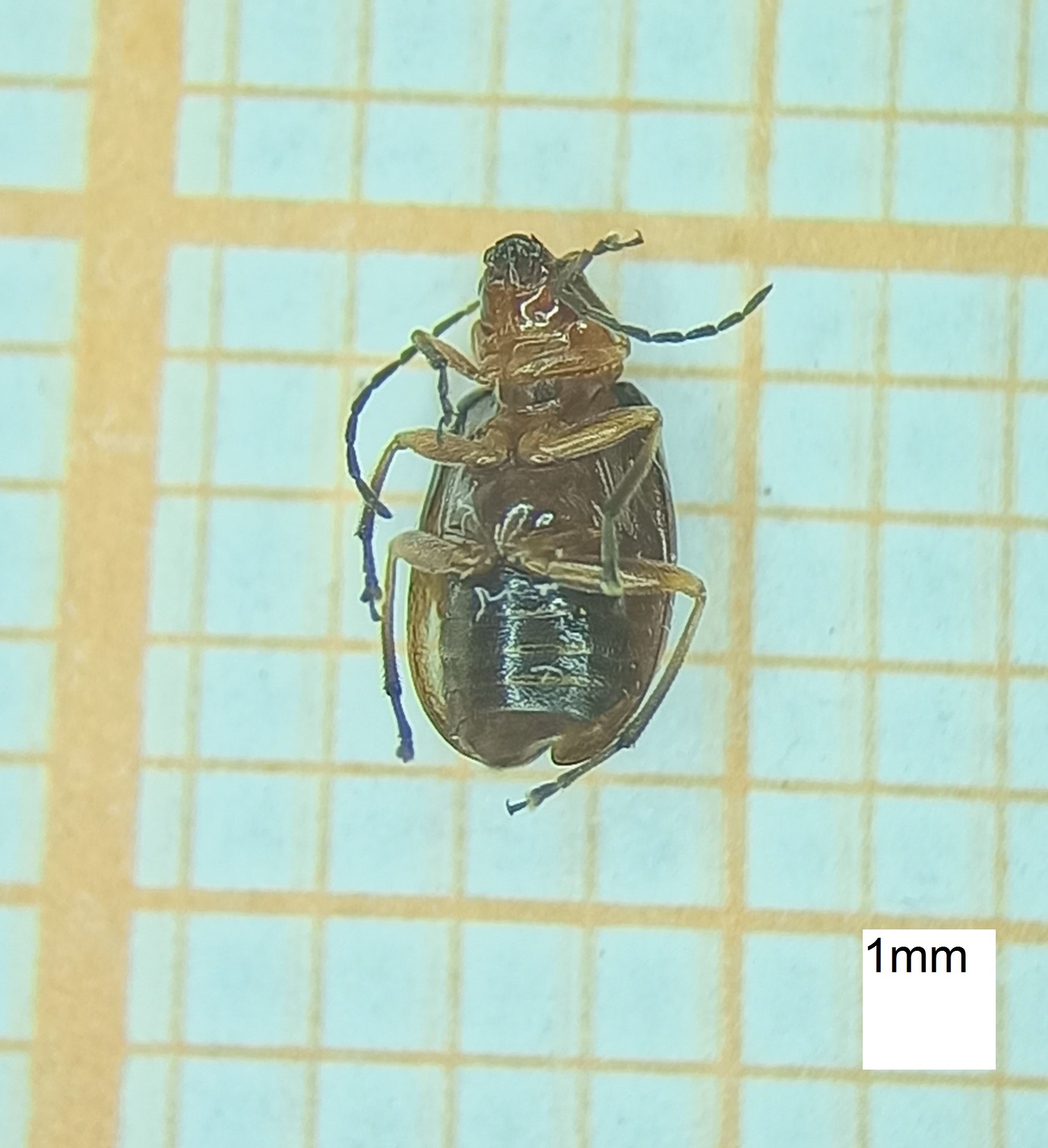 Monolepta signata (Olivier, 1808)