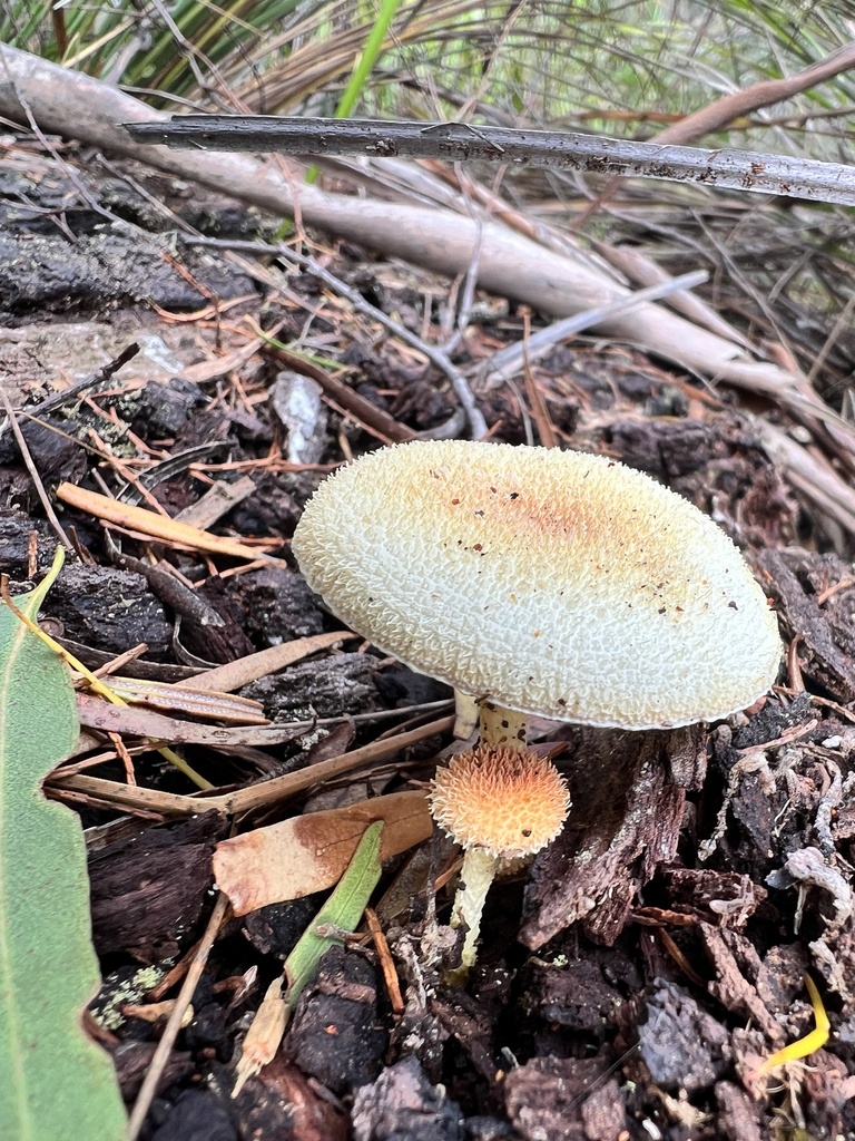 Golden-scruffy Collybia from Douglas-Apsley National Park, Douglas ...