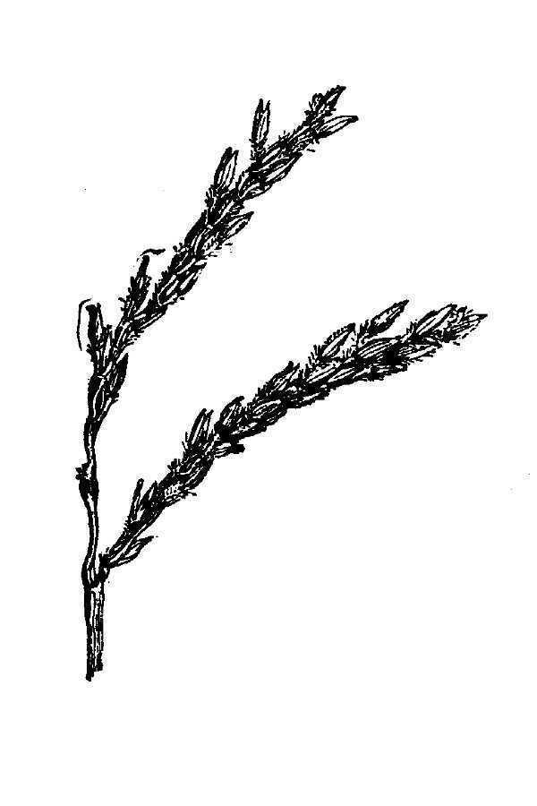 Japanese Stiltgrass (Indiana Pesticide Plants) · iNaturalist