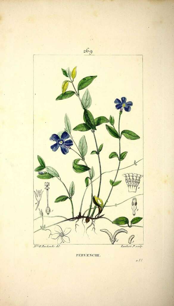 Common Periwinkle (Indiana Pesticide Plants) · iNaturalist