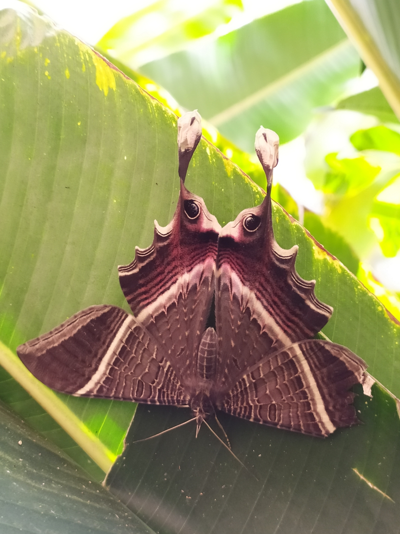 Nothus lunus Linnaeus, 1758