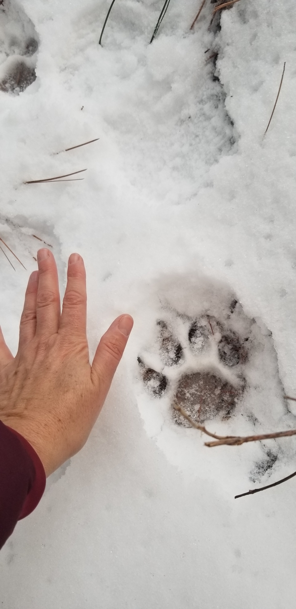 Puma concolor (Linnaeus, 1771)