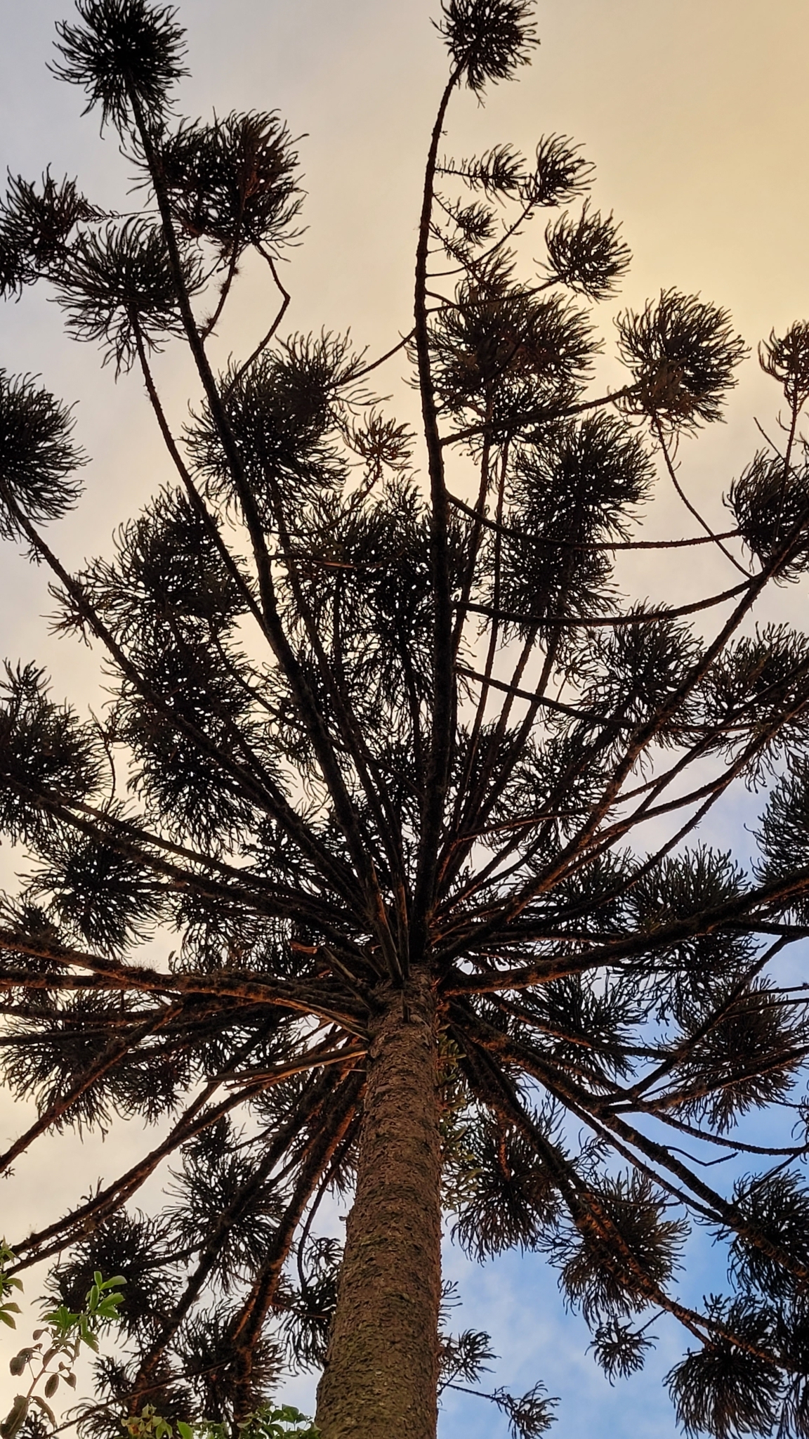 Araucaria angustifolia (Bertol.) Kuntze
