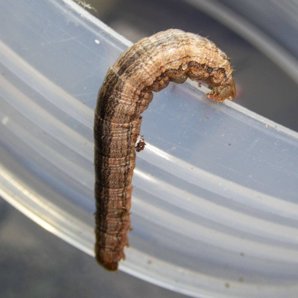 Palleopa innotata from Won Wron VIC 3971, Australia on September 11 ...