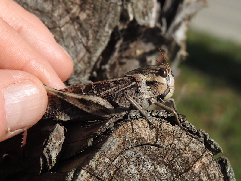 Locusta migratoria (Linnaeus, 1758)