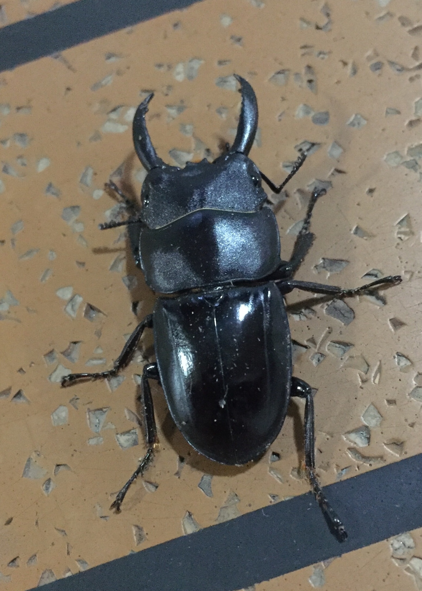 Dorcus arfakianus (Lansberge, 1880)