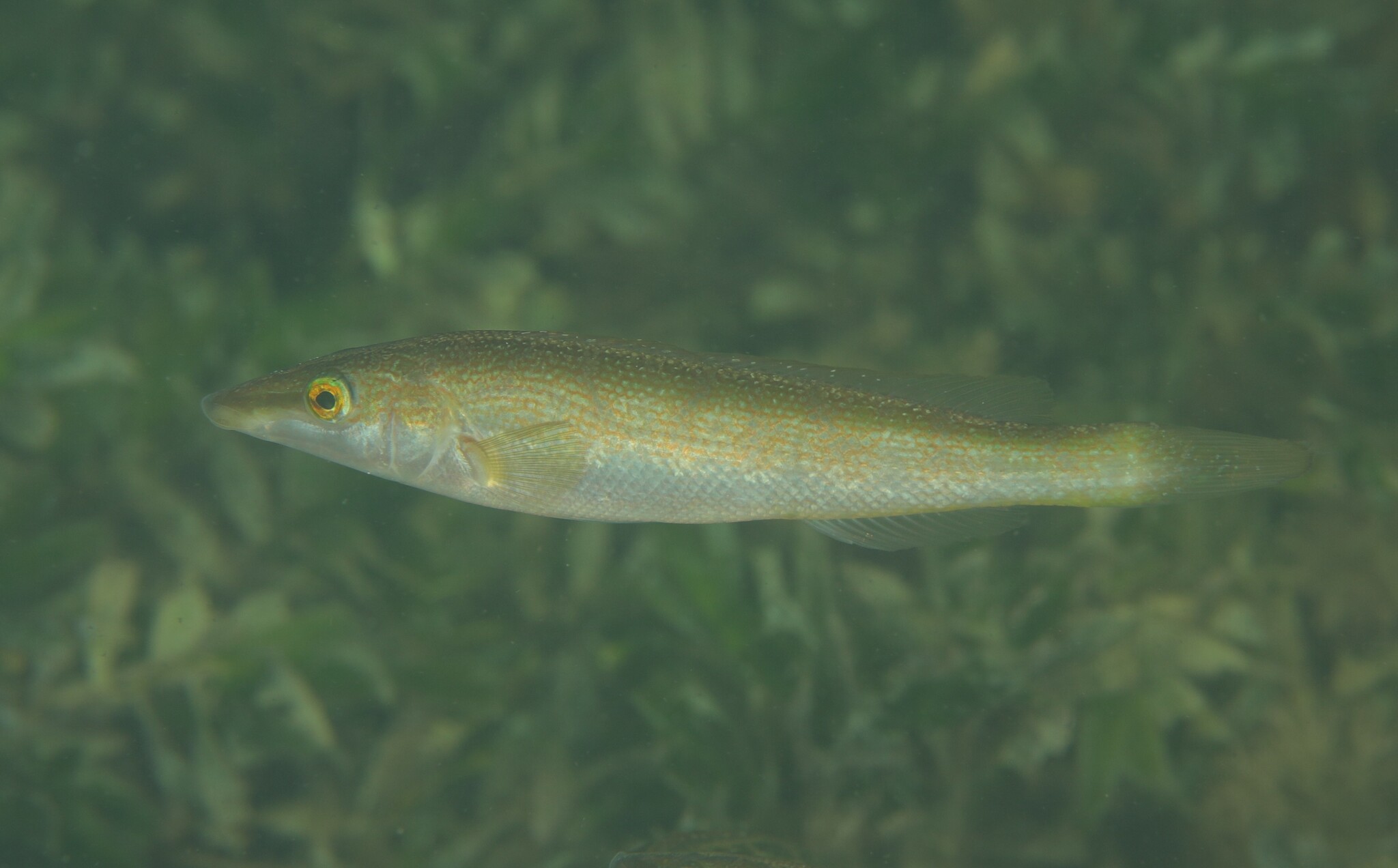 Haletta semifasciata (Valenciennes, 1840)