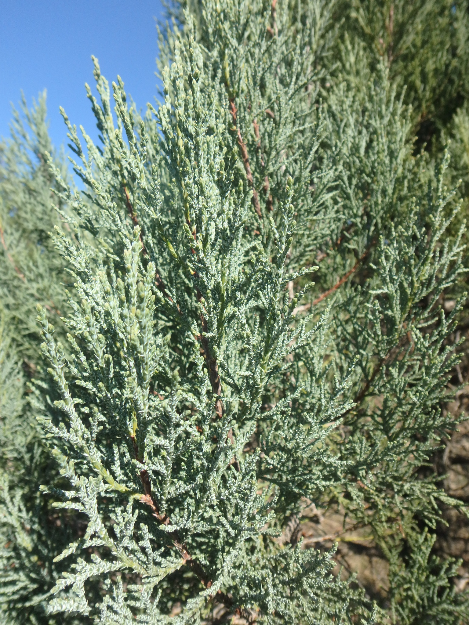 Juniperus excelsa M.-Bieb.