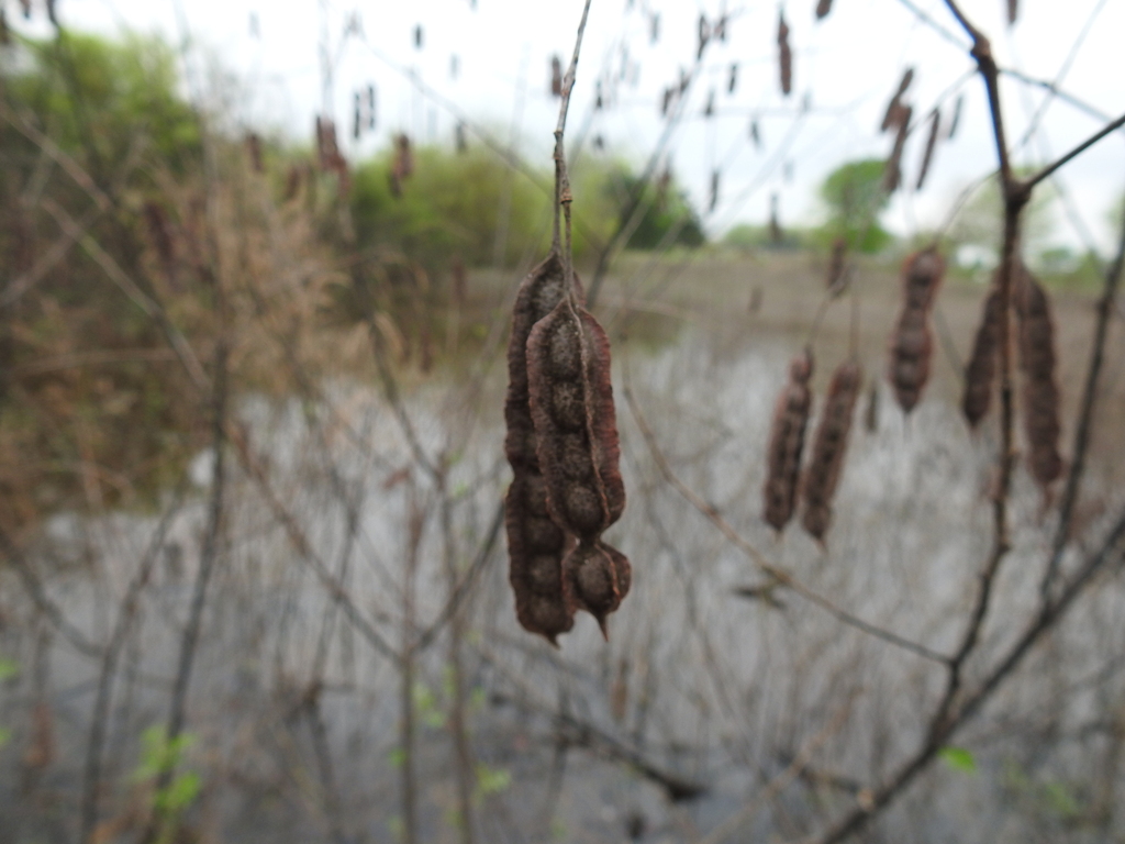 Rattlebush from Bastrop County, TX, USA on March 09, 2023 at 09:36 AM ...