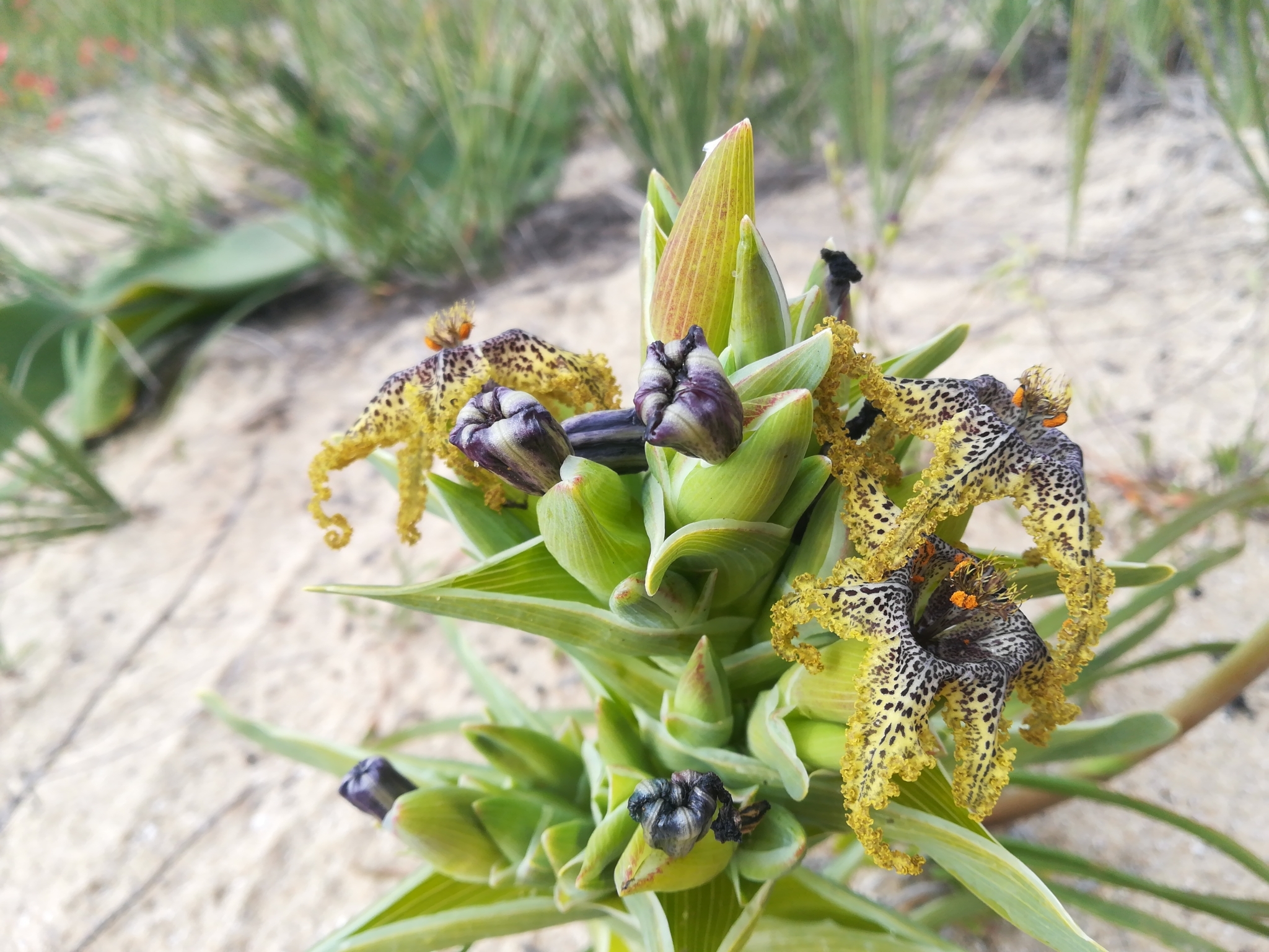 Ferraria foliosa G.J.Lewis