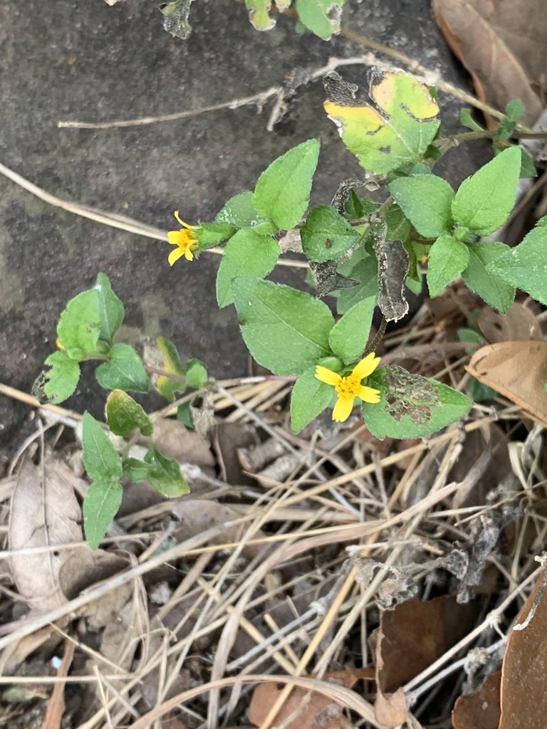 straggler daisy from PR-11, Gonzales, TX, US on March 09, 2023 at 03:15 ...