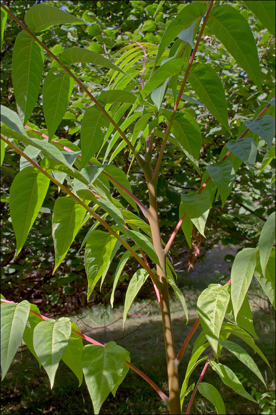 Tree of Heaven (Indiana Pesticide Plants) · iNaturalist