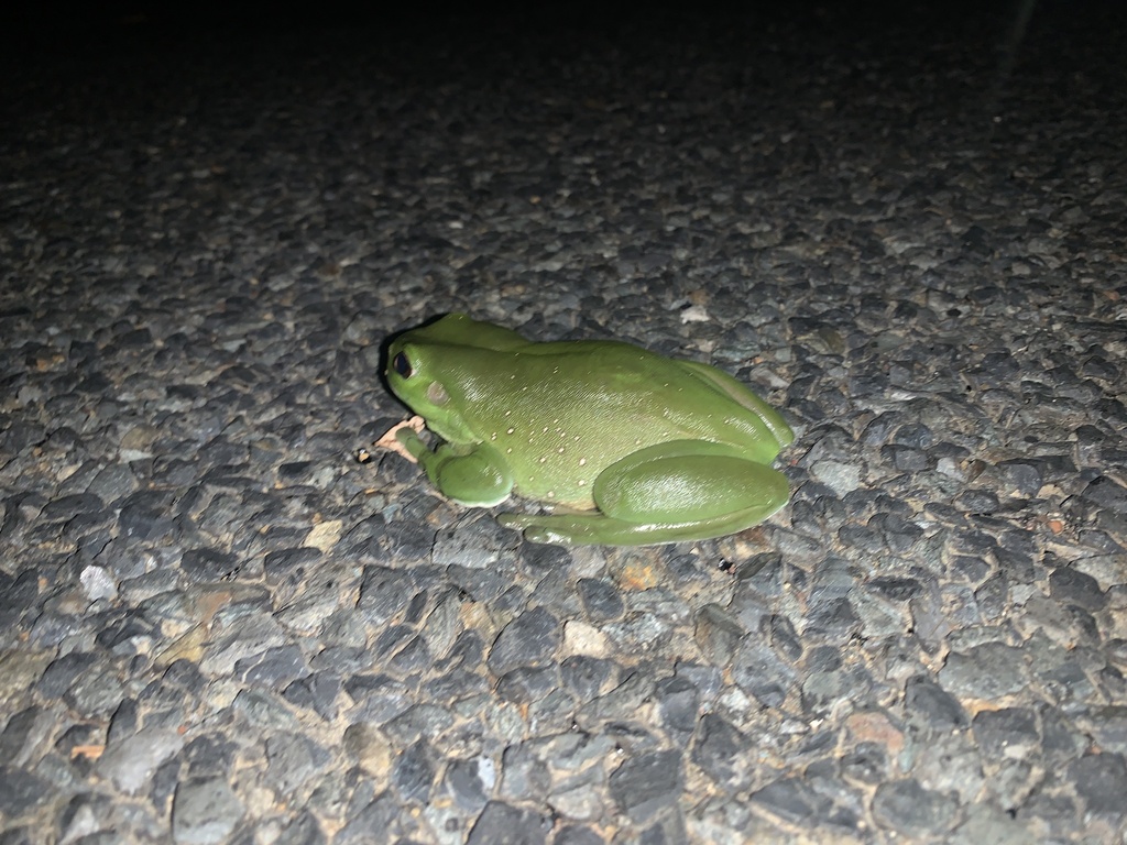 Australian Green Tree Frog from Myuna Cl, Brimbin, NSW, AU on November ...