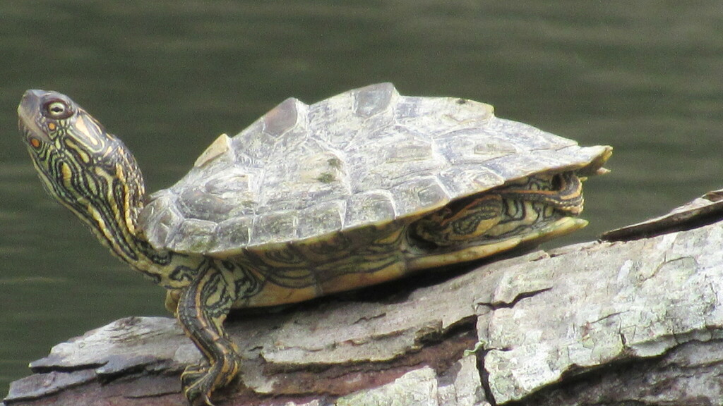 Texas Map Turtle from Austin, TX, USA on March 9, 2023 at 03:36 PM by ...