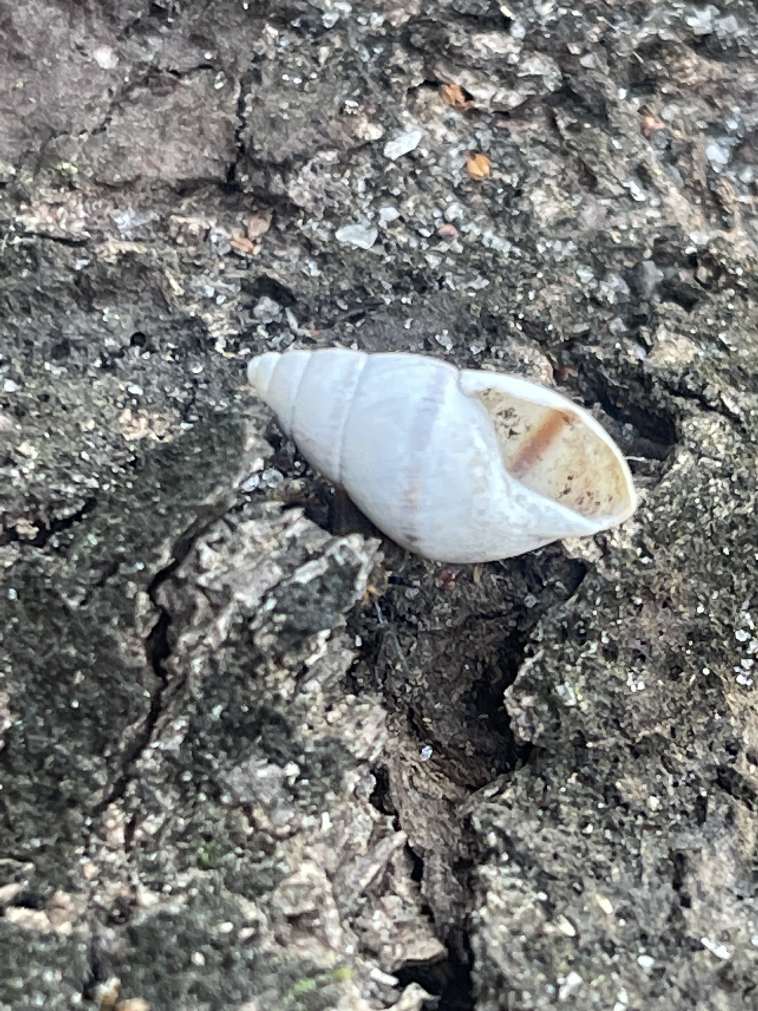 Bulimulus guadalupensis (Bruguière, 1789)