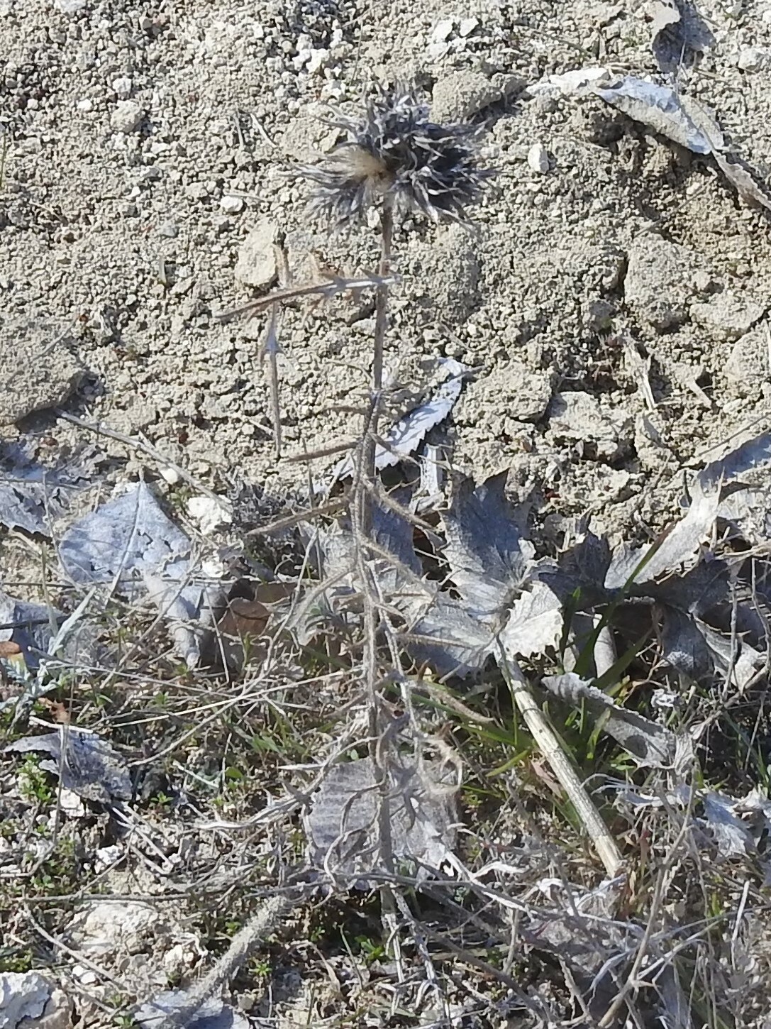 Echinops strigosus L.