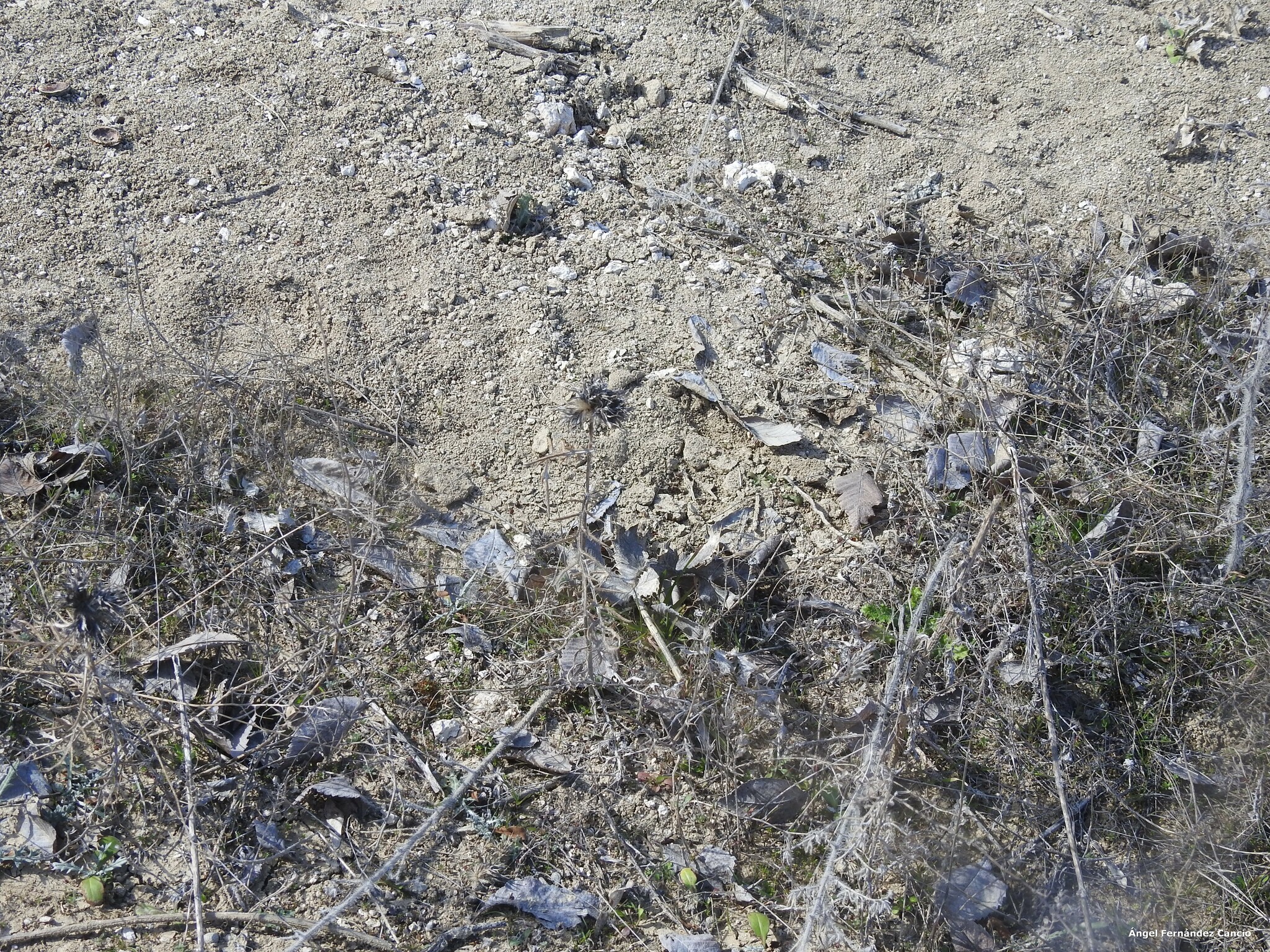 Echinops strigosus L.
