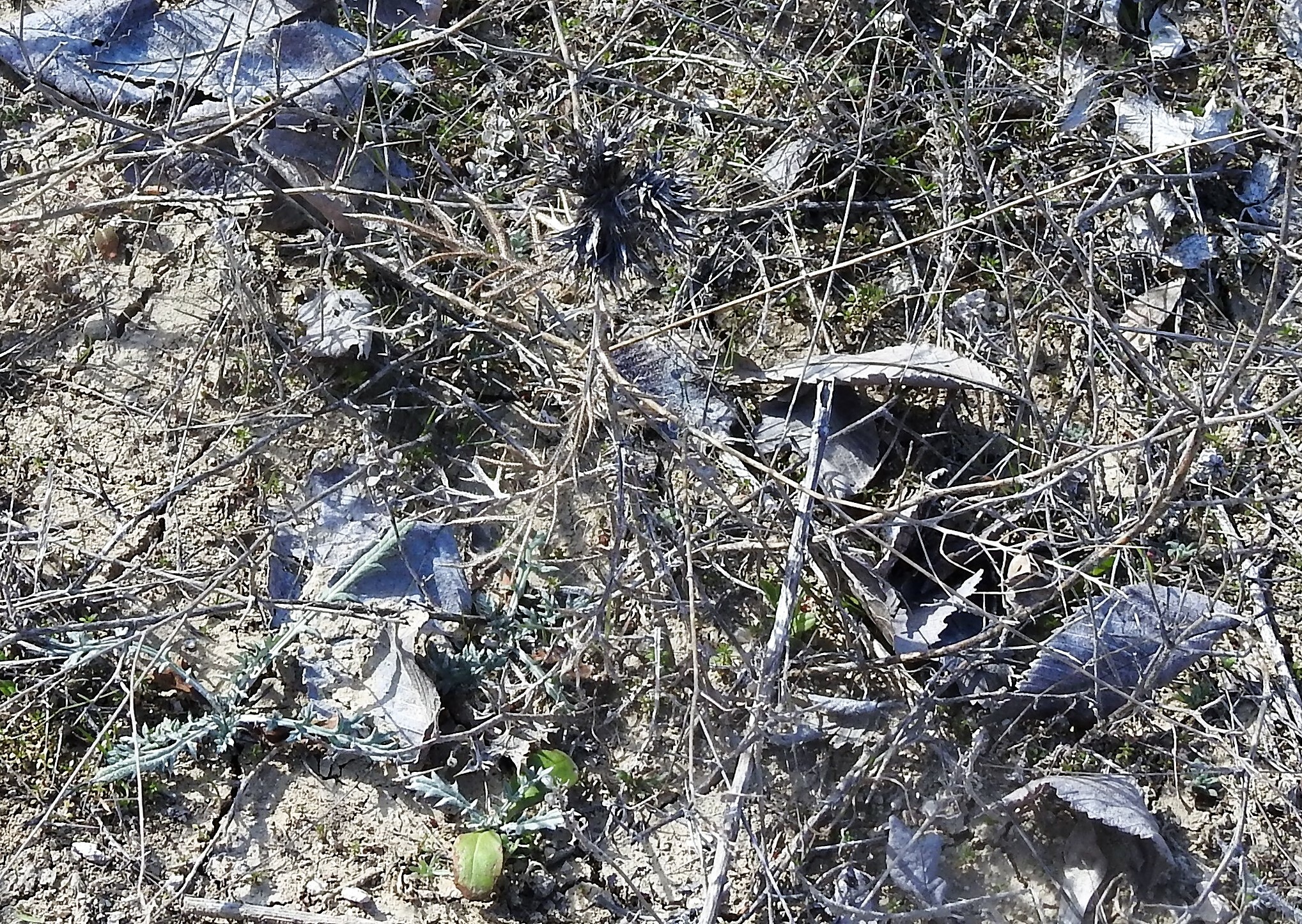 Echinops strigosus L.