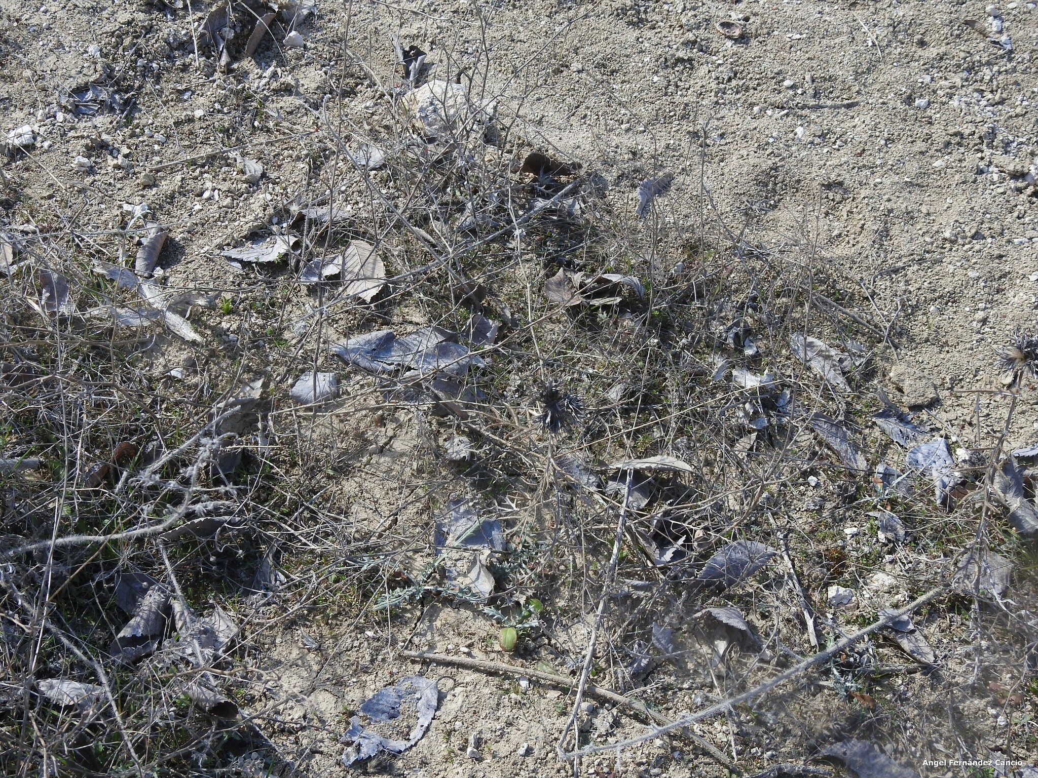 Echinops strigosus L.