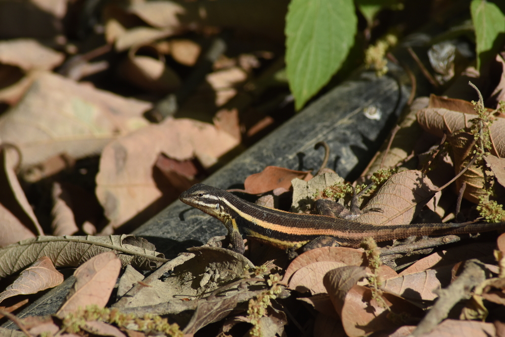 Rose-bellied Lizard from Pinal de Amoles Municipality, Qro., Mexico on ...